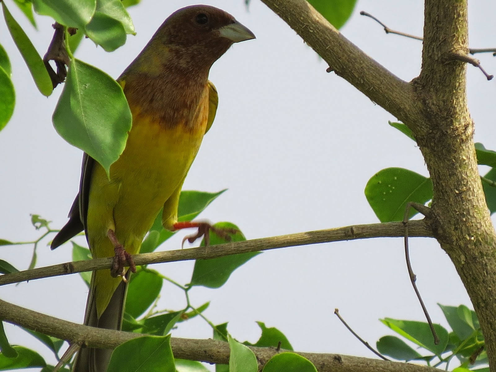 Birds in Delhi(India): Redheaded Bunting