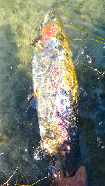 The Fly Syndicate: The Ruby Marshes - An Eastern Nevada Gem
