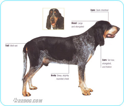 Dogs Info: American Blue Gascon Hound