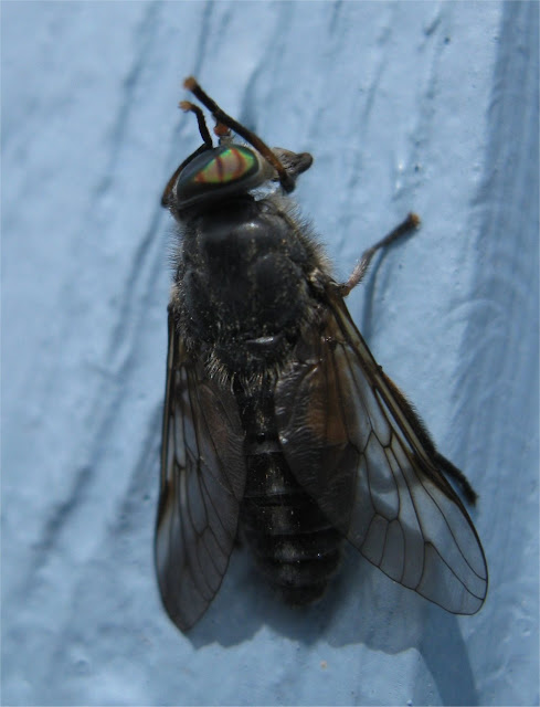 digimages: flugan som applåderade