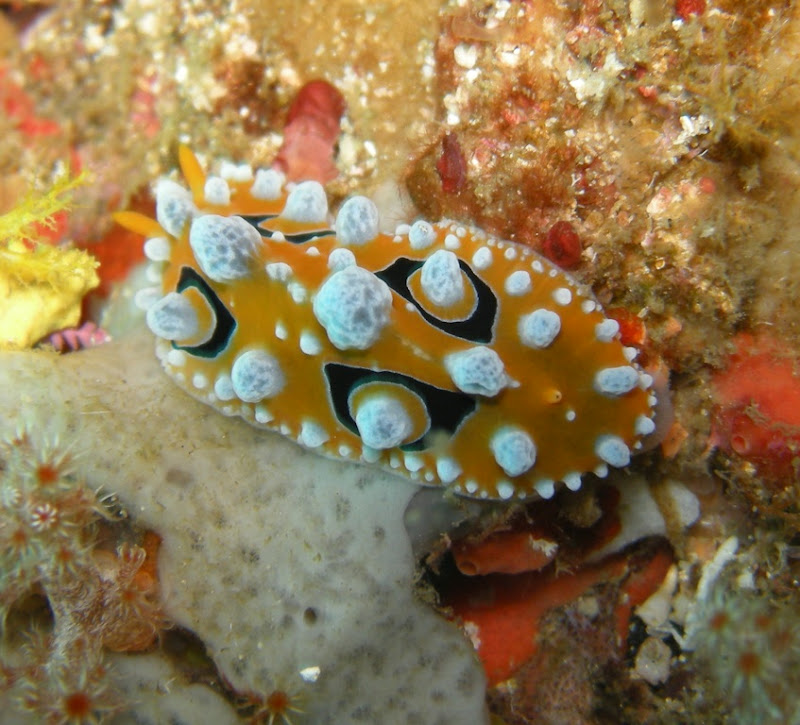 A Birder in The Philippines: Nudibranchs of The Philippines
