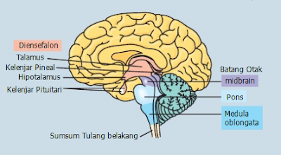 Sistem saraf manusia: Otak