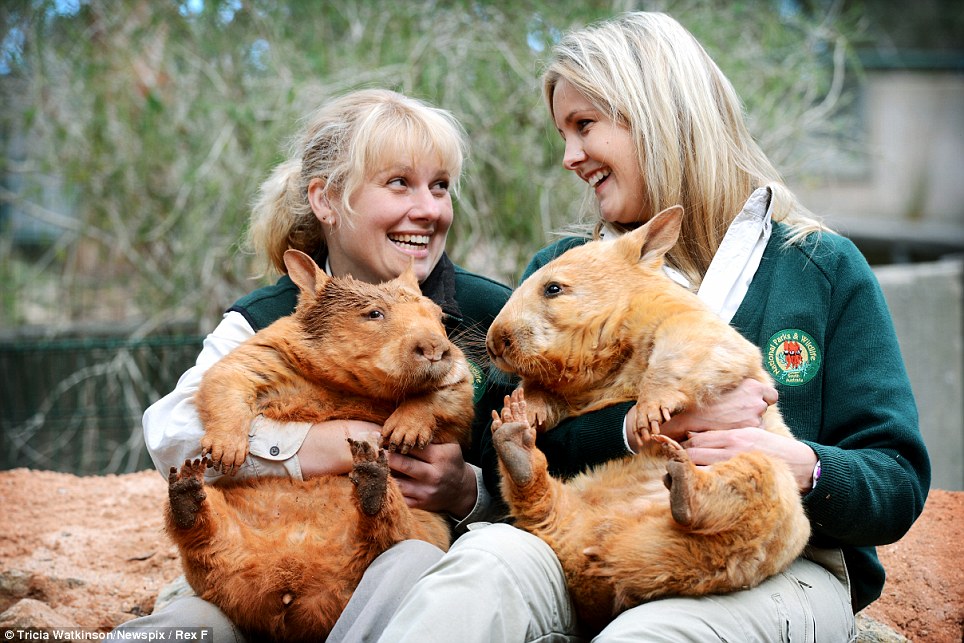 White Wolf : Two Rare Golden Wombats found in Australia offer hope for ...