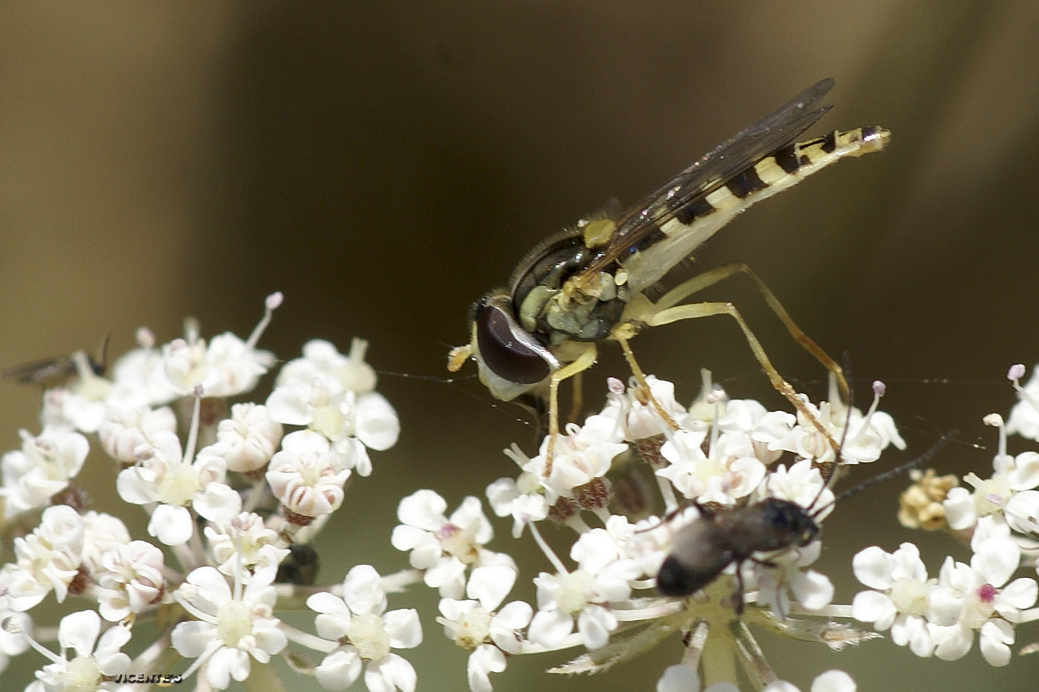 Fauna silvestre de Hormaza: Sphaerophoria scripta