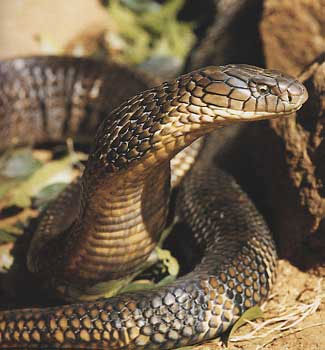 Animal Planet Brasil: Cobra Real