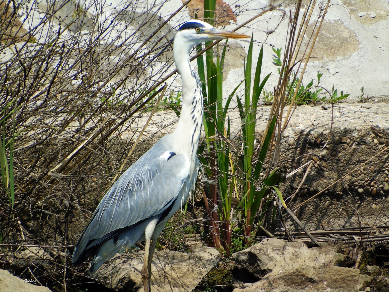 PASARI DIN ROMANIA: STARCUL CENUSIU, Ardea cinerea