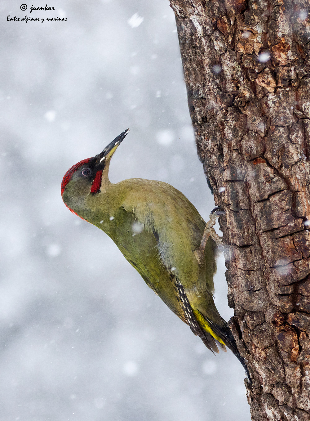 Entre alpinas y marinas.: Pito real en la nieve. Con AUGUR NATURE.