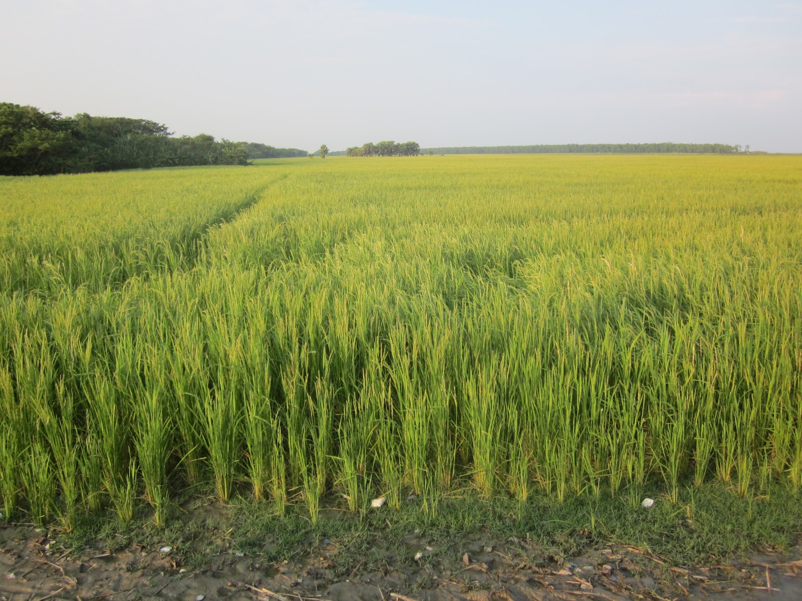 Cholche, Jibon: The Modern Jajabor