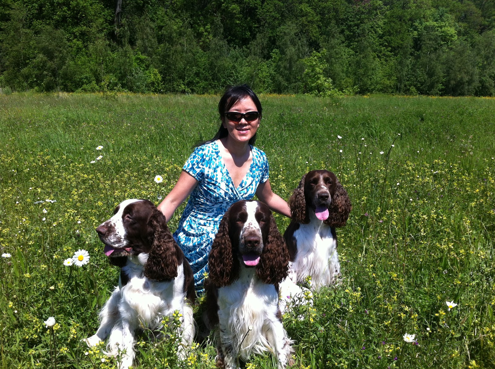 MUPTIES ENGLISH SPRINGER SPANIEL: Southern Counties Champion Show 2012