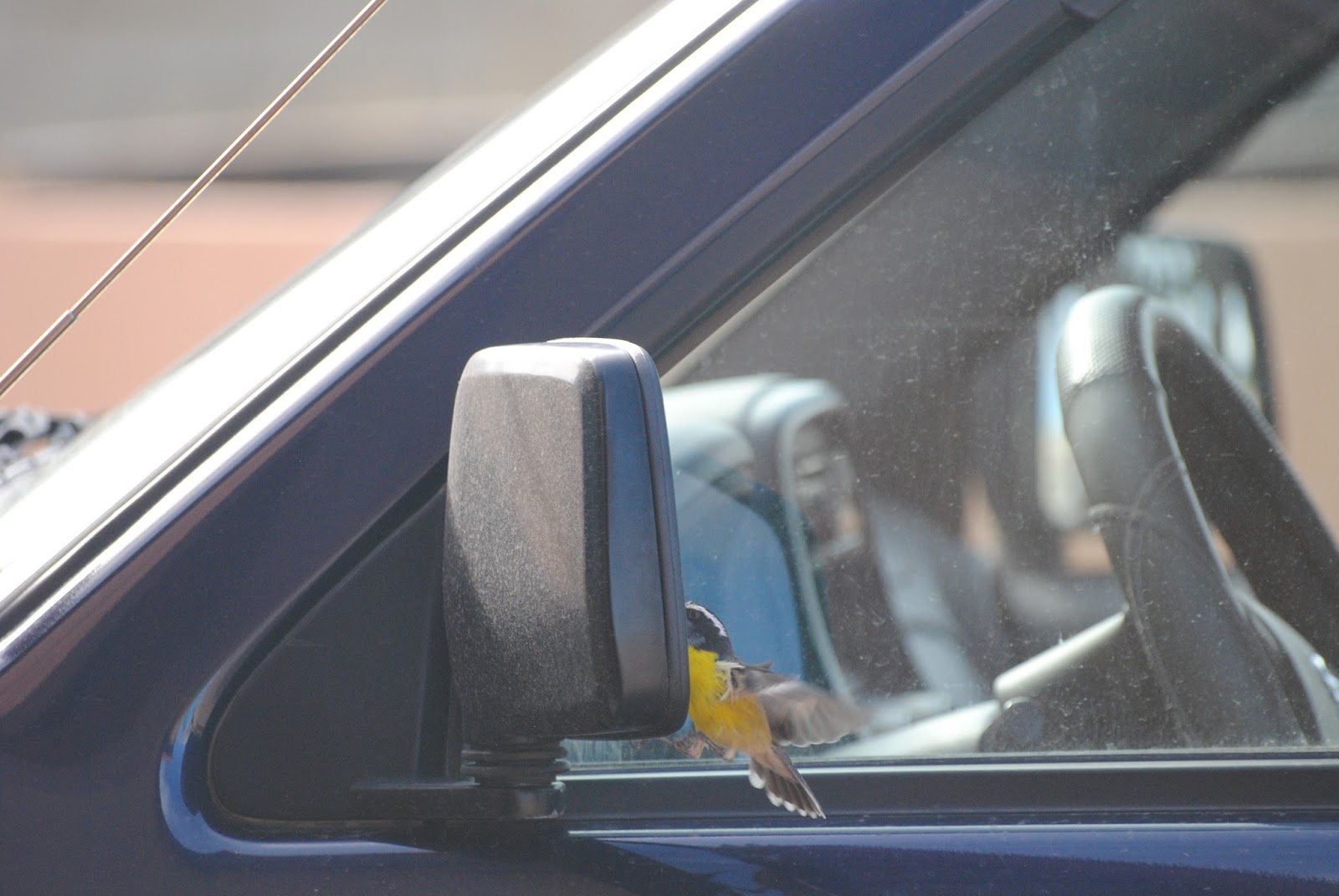 Florida en Aruba 2016: Trupialen in de kwihi + Bios.