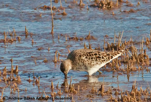 Birding Dude: Ruff or Reeve...I'll take it...