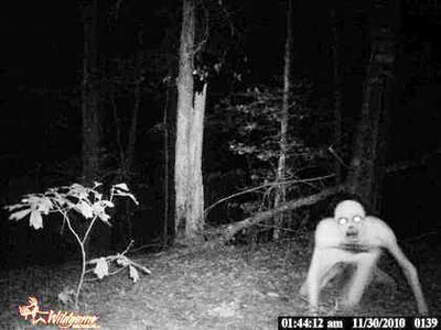 Photo of a mysterious creature caught on camera forest hunter - Viral ...