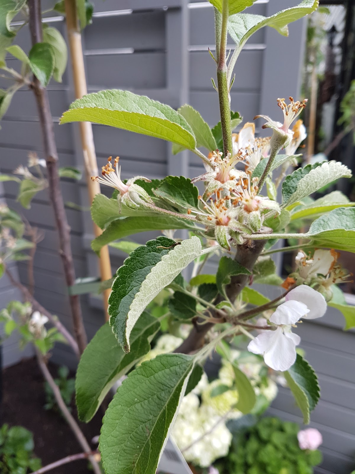 Fruens Flora: God pinse.