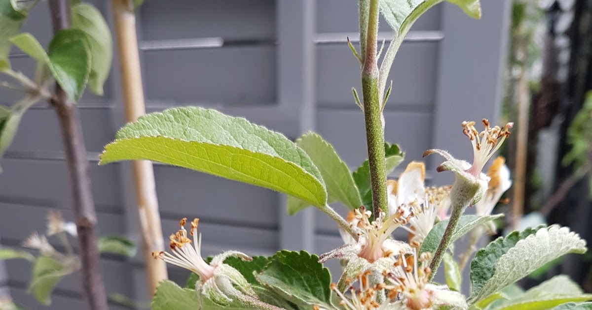 Fruens Flora: God pinse.