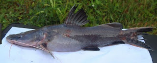 klasifikasi ikan baung (Mystus Nemurus) | I S I K