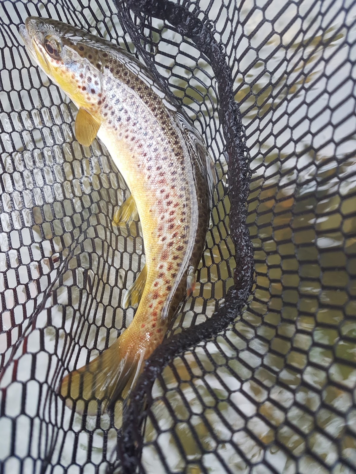 Piscari-Fly : Fooling Trout On the 1st of April. Whats working on the ...