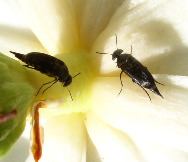 Pollinators: Magnolias and Beetle Pollination