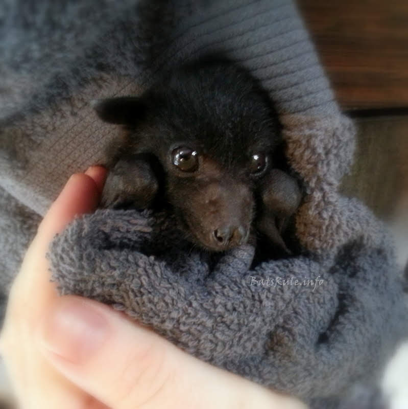 Rehab | Megabat baby black female