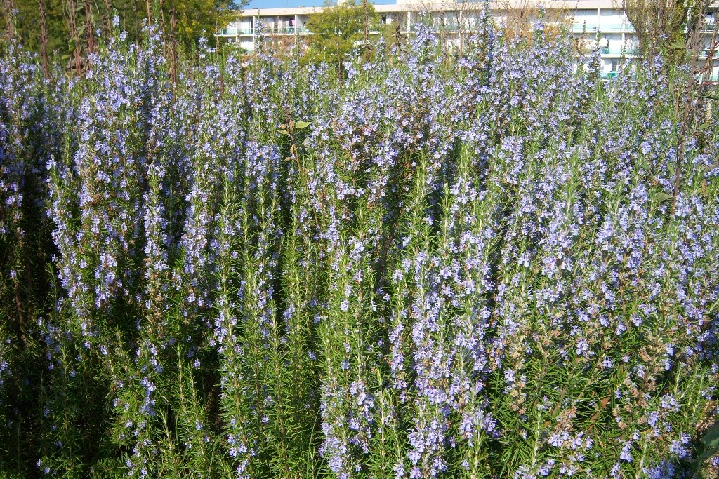 Ruzmarin (rosmarinus officinllis l.) - Prirodno ljekovito bilje