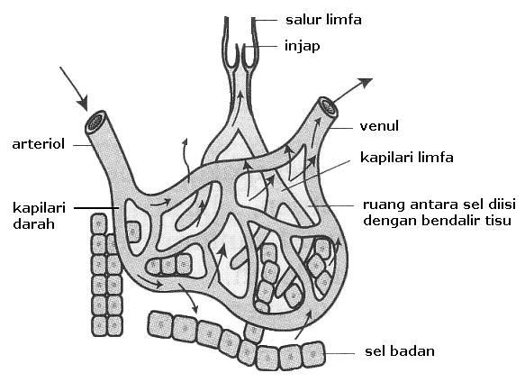 (DOCX) Pembentukan Bendalir Tisu Dan Bendalir Limfa - DOKUMEN.TIPS