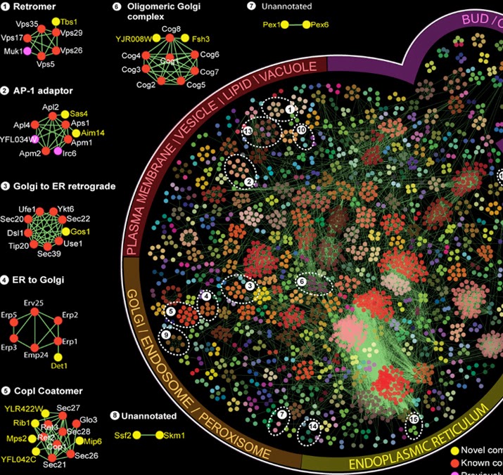 Creative-Proteomics: Creative Proteomics - Proteome-Related Services