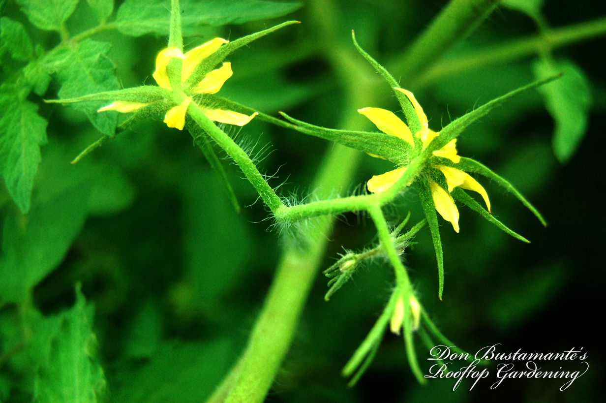 Don Bustamante's Rooftop Garden: Mga Dahilan Kung Bakit Namumulaklak ...
