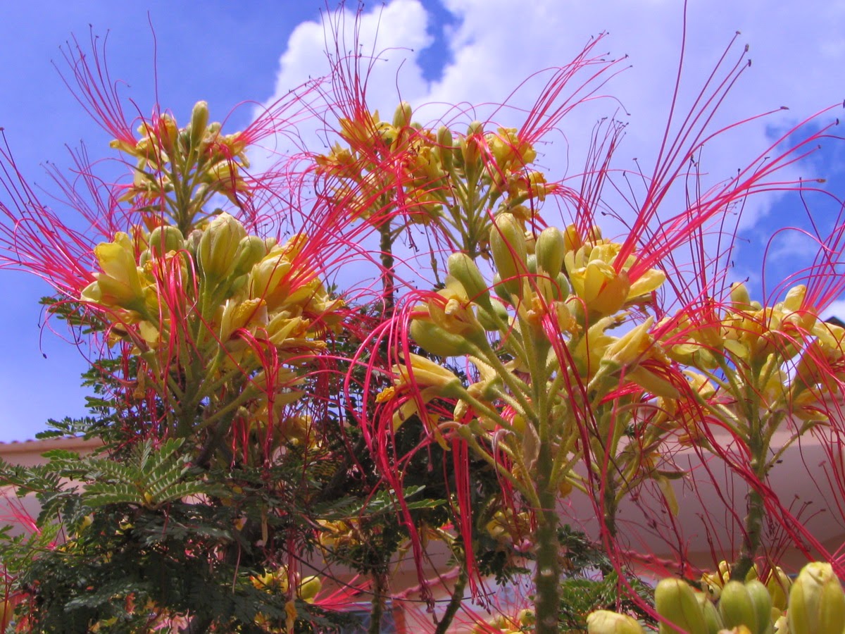 LA MULTI ANI, ROMANIA!: Flori exotice