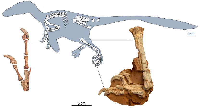Species New to Science: [Paleontology • 2015] The Phylogenetic ...