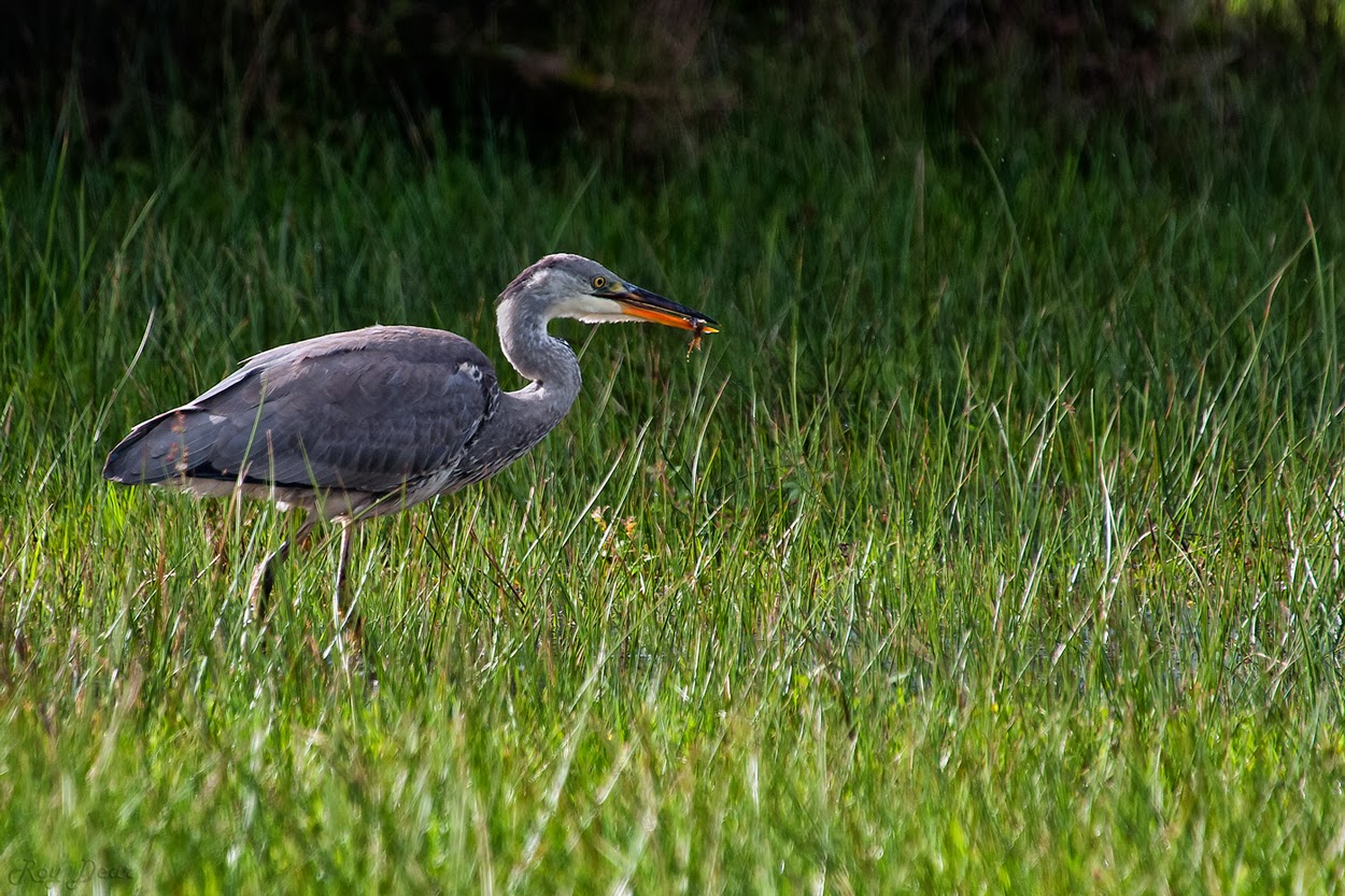 Foto's: Blauwe reiger