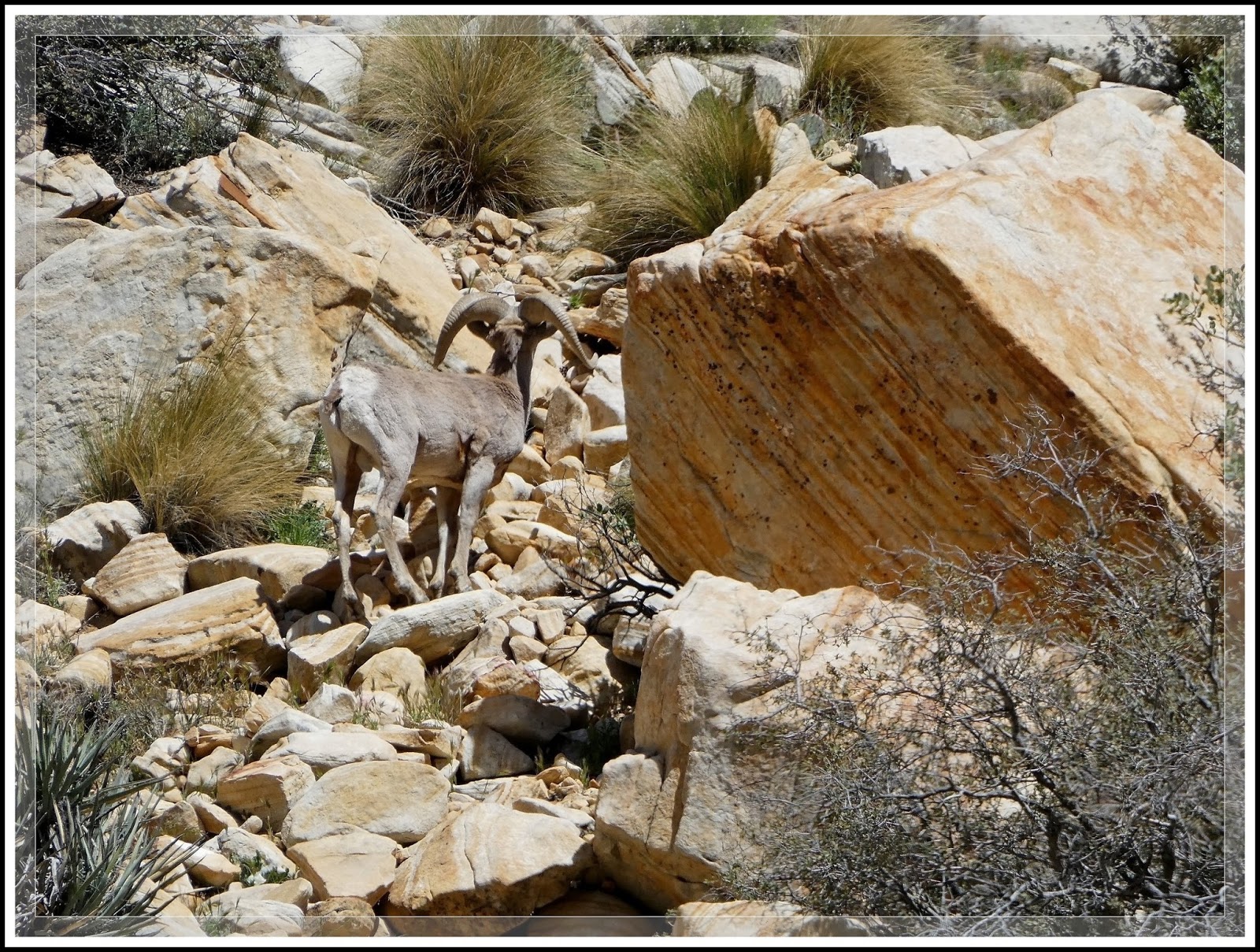 Ken's Photo Gallery: Desert Bighorn Sheep in Red Rock Canyon NCA