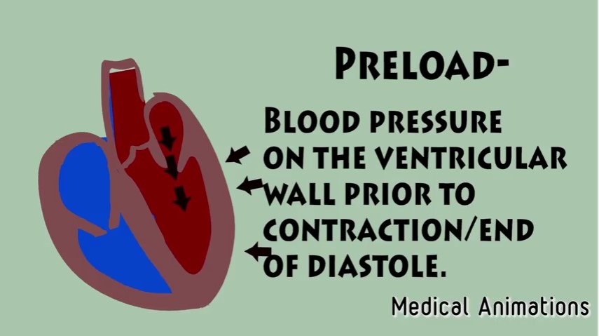 สรีรวิทยาระบบไหลเวียน physiology of circulatory system: preload afterload