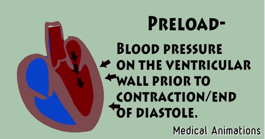 สรีรวิทยาระบบไหลเวียน physiology of circulatory system: preload afterload