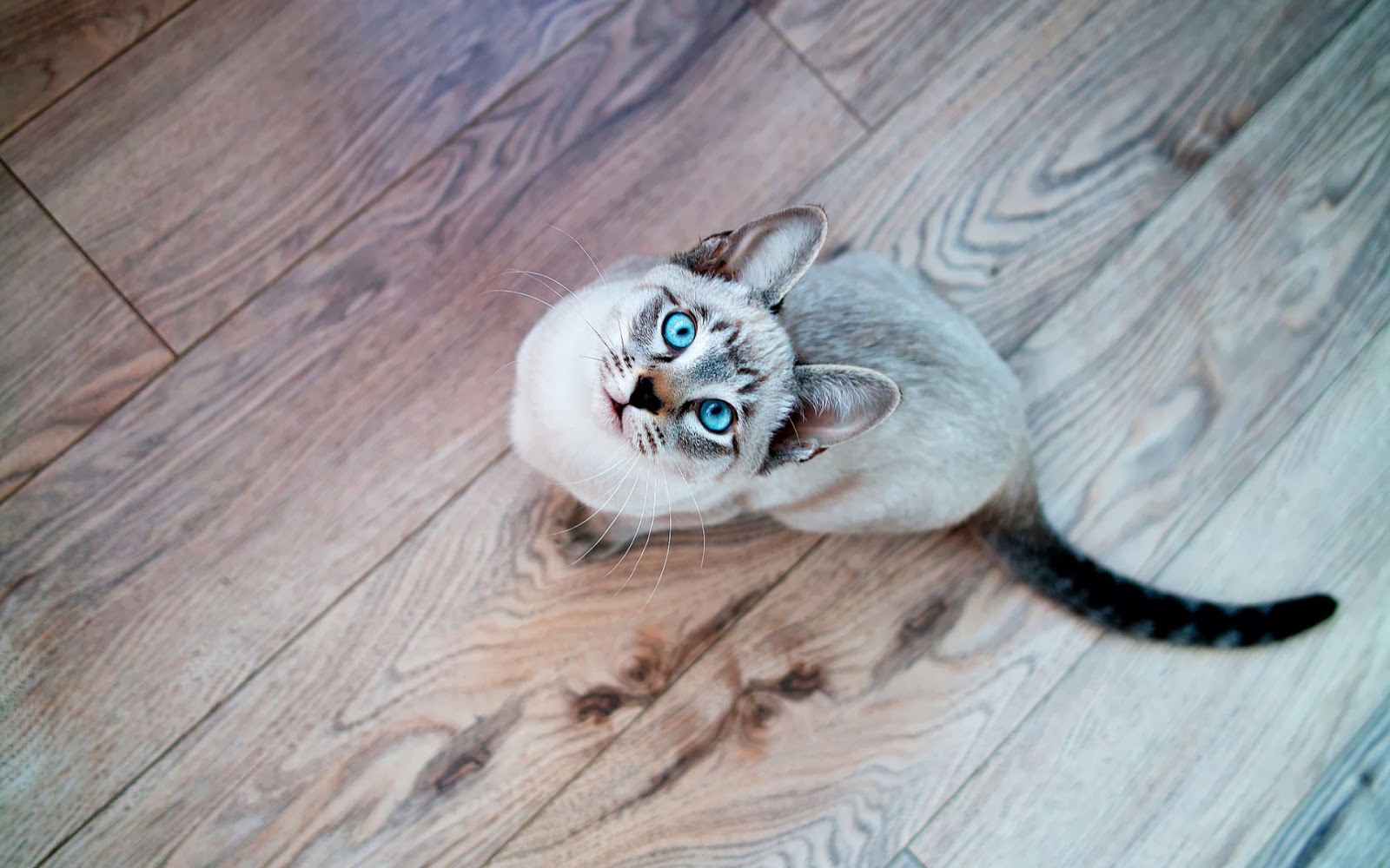 Katten wallpapers (katten foto's)