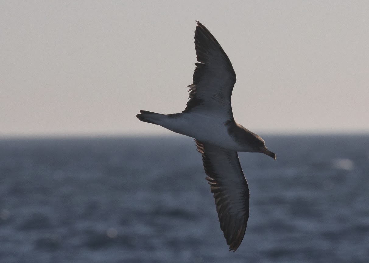New England Coastal Birds: Rhode Island Part 2- "Finally"!! Sea Birds ...