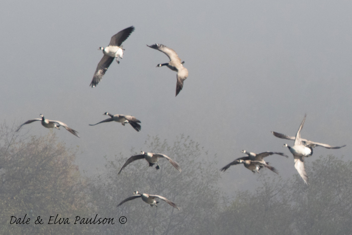 Elva's Field Notes: Whiffling Geese
