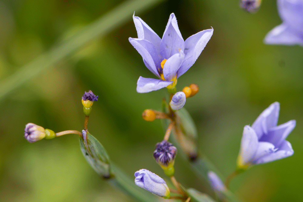 From All Directions Texas Wildflowers Blue Eyed Grass