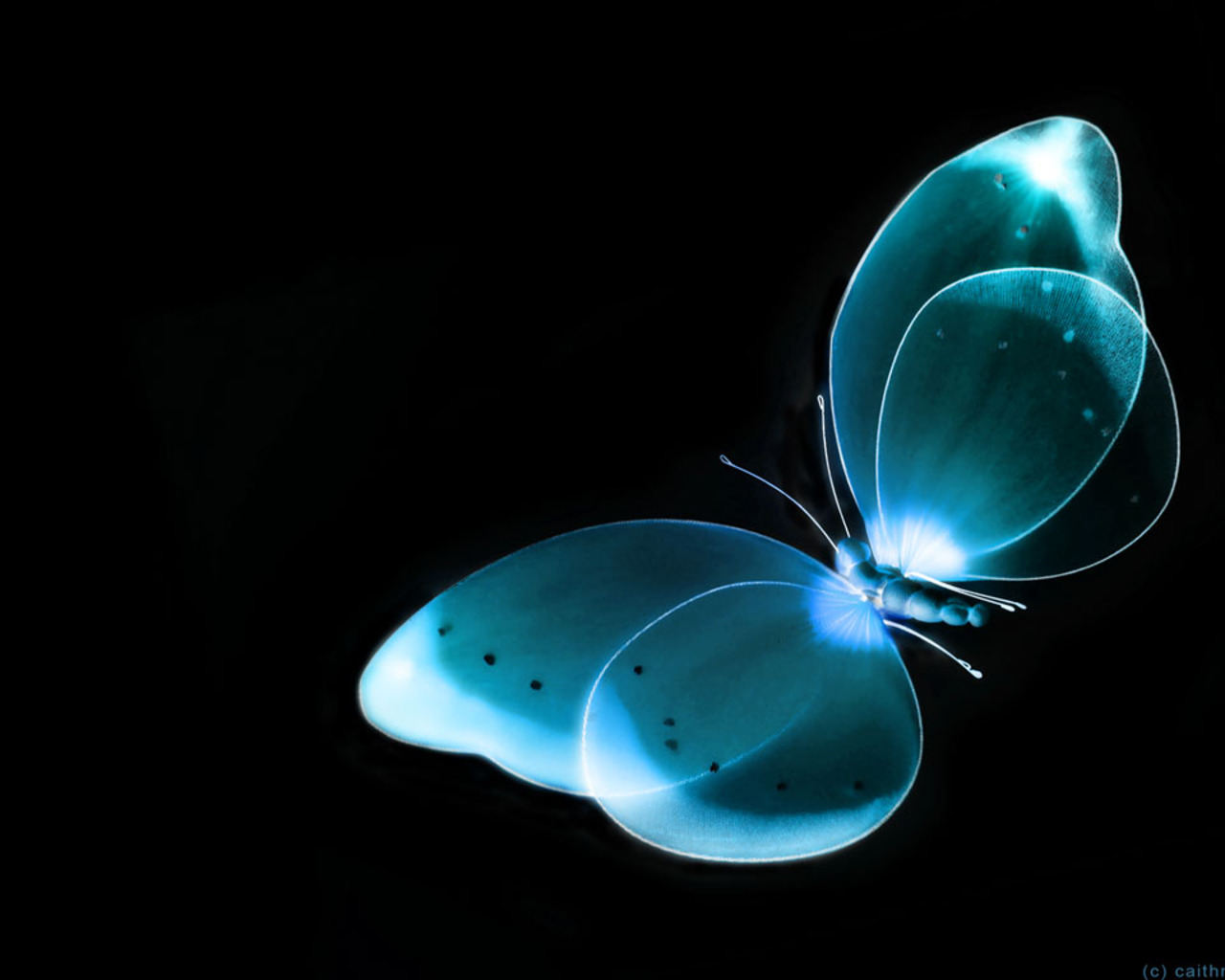 Imagem De Fundo Borboleta Azul Em Fundo Preto Imagens De Fundo