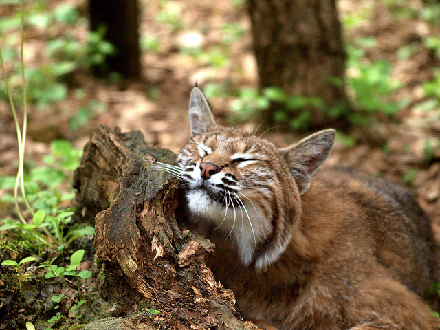 The Bobcat – Resilient Predator of North America ~ Kuriositas