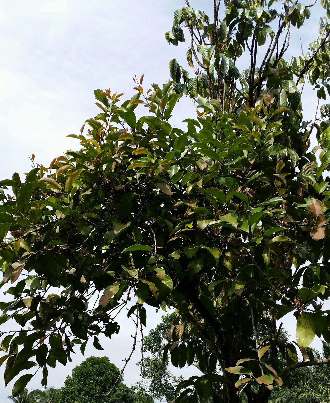 Warisan Petani: Pokok Dedalu