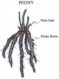 Celebrate: A Handmade Pink Peony Birthday Card - Alice Scraps Wonderland