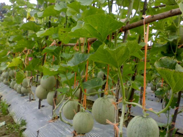 MELON ( Cucumis melo L.) - Ensiklopedia Tumbuhan