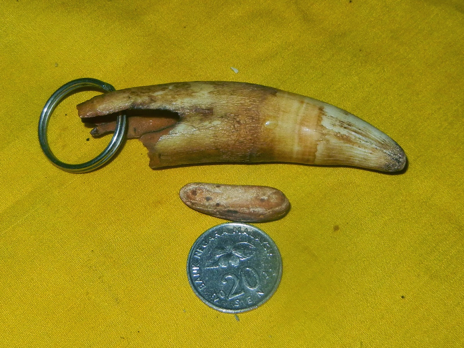 GELIGA KINABALU: GELIGA BUAYA DAN TARING BUAYA GERGASI