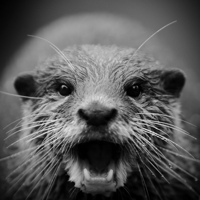 The latest in living life.: A shocked otter