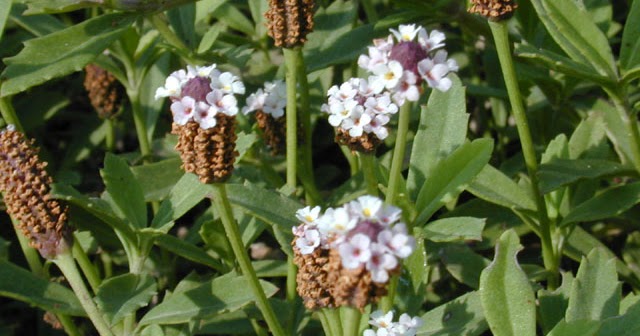 Herbal plants: Best gift of nature.: FROG FRUIT