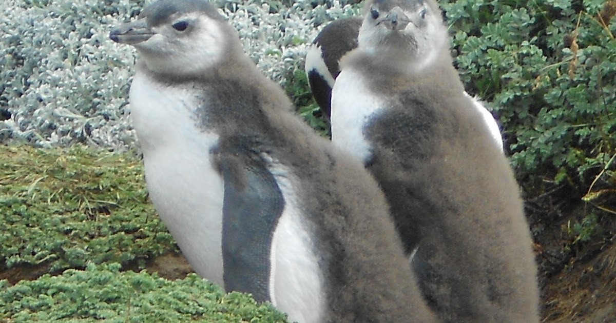 Amazing Animals of Patagonia