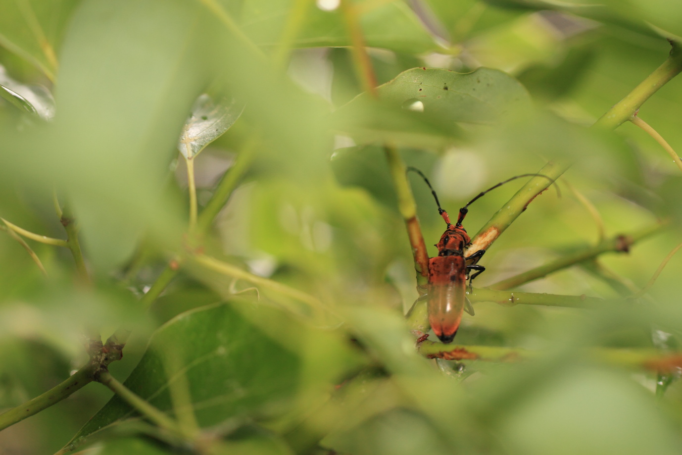 デジタル昆虫採集: 雨の日の虫さがし