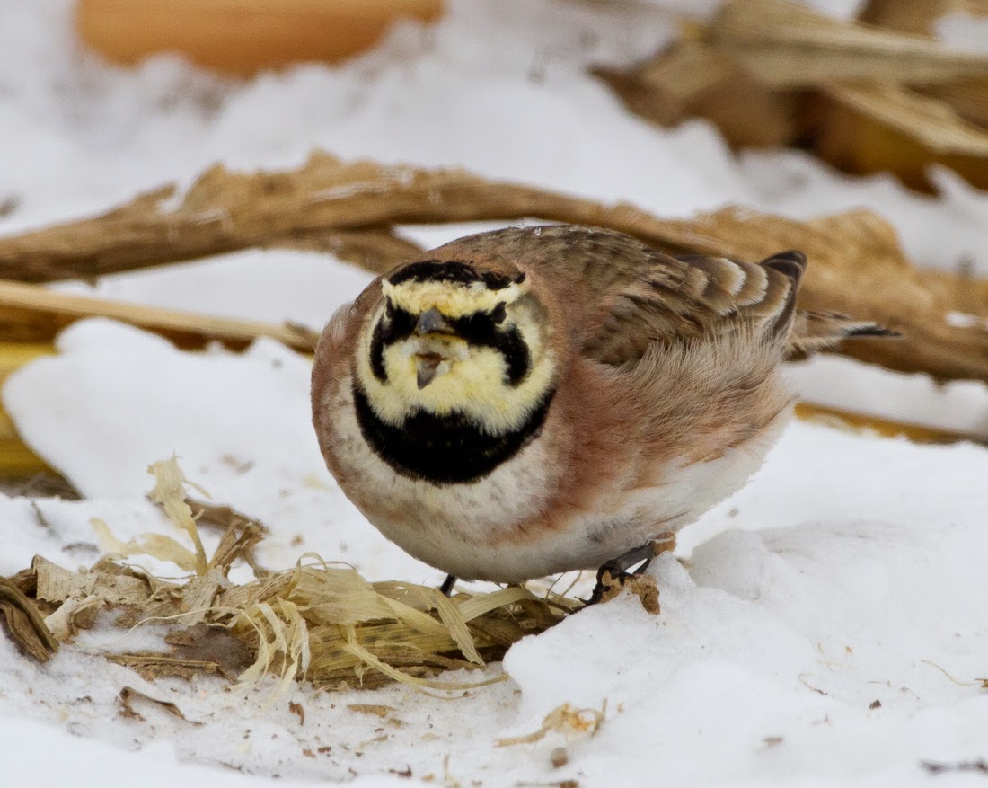 Surner Birding: Barnacle Geese to Rough-legged Hawk.