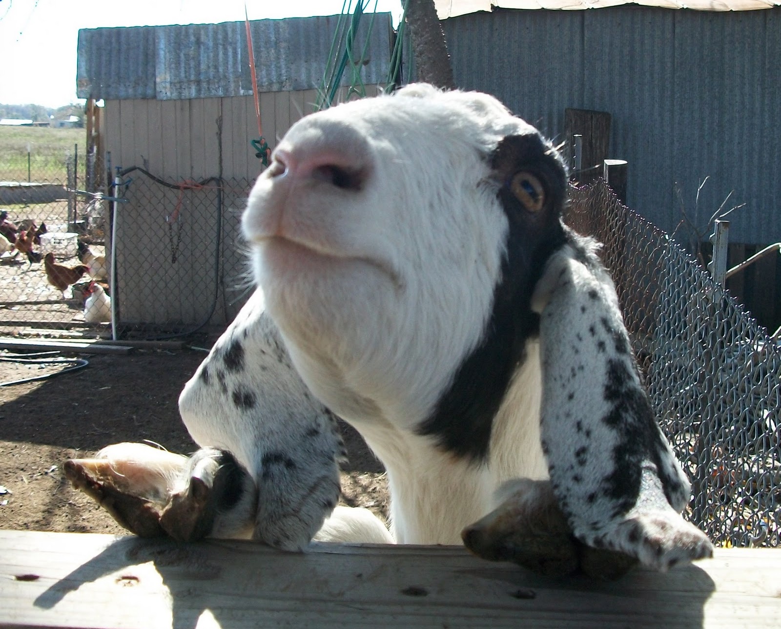 Tales from Tails Up Homestead: The Most Beautiful Goat In The World