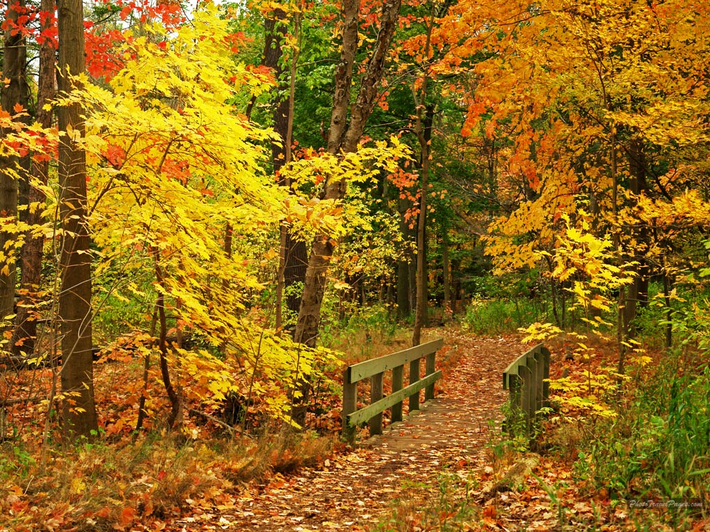 Maritza Craig: autumn scene wallpaper