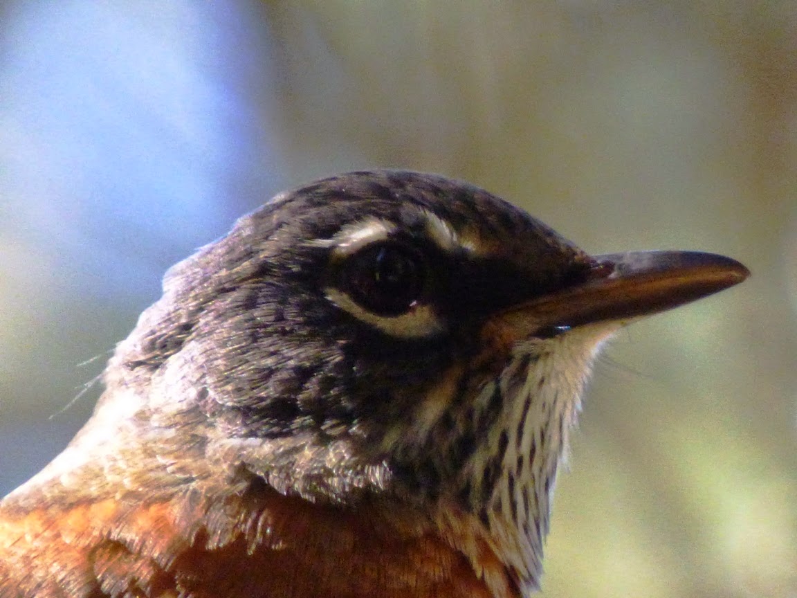 Geotripper's California Birds: Bird of the Day: American Robin at ...